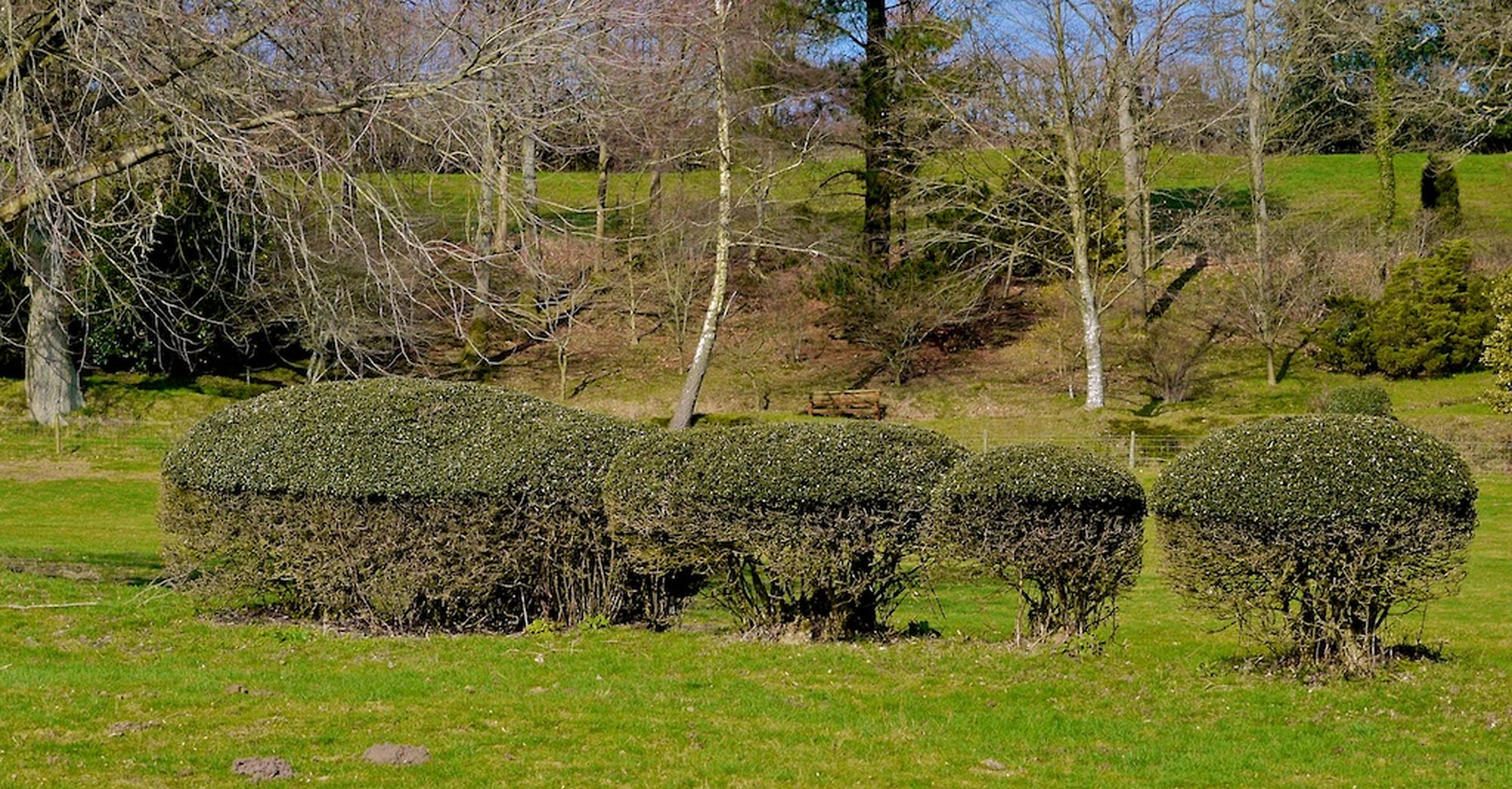 Ancient Hedges