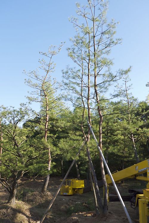 Niwaki - Red Pine Pruning at the Furukawa Nursery