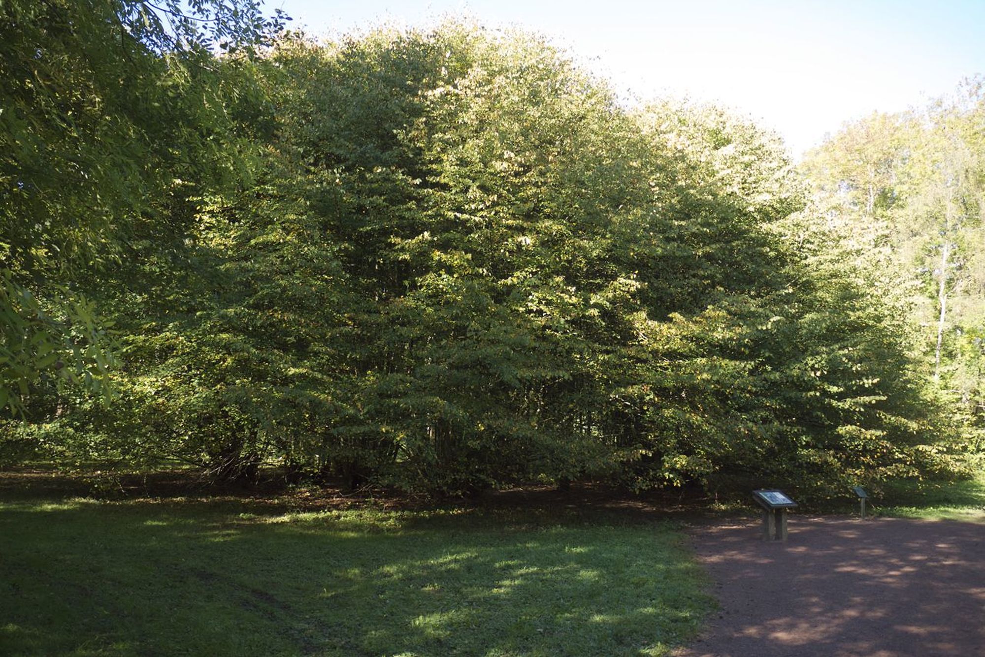 Niwaki - Westonbirt Arboretum Limes