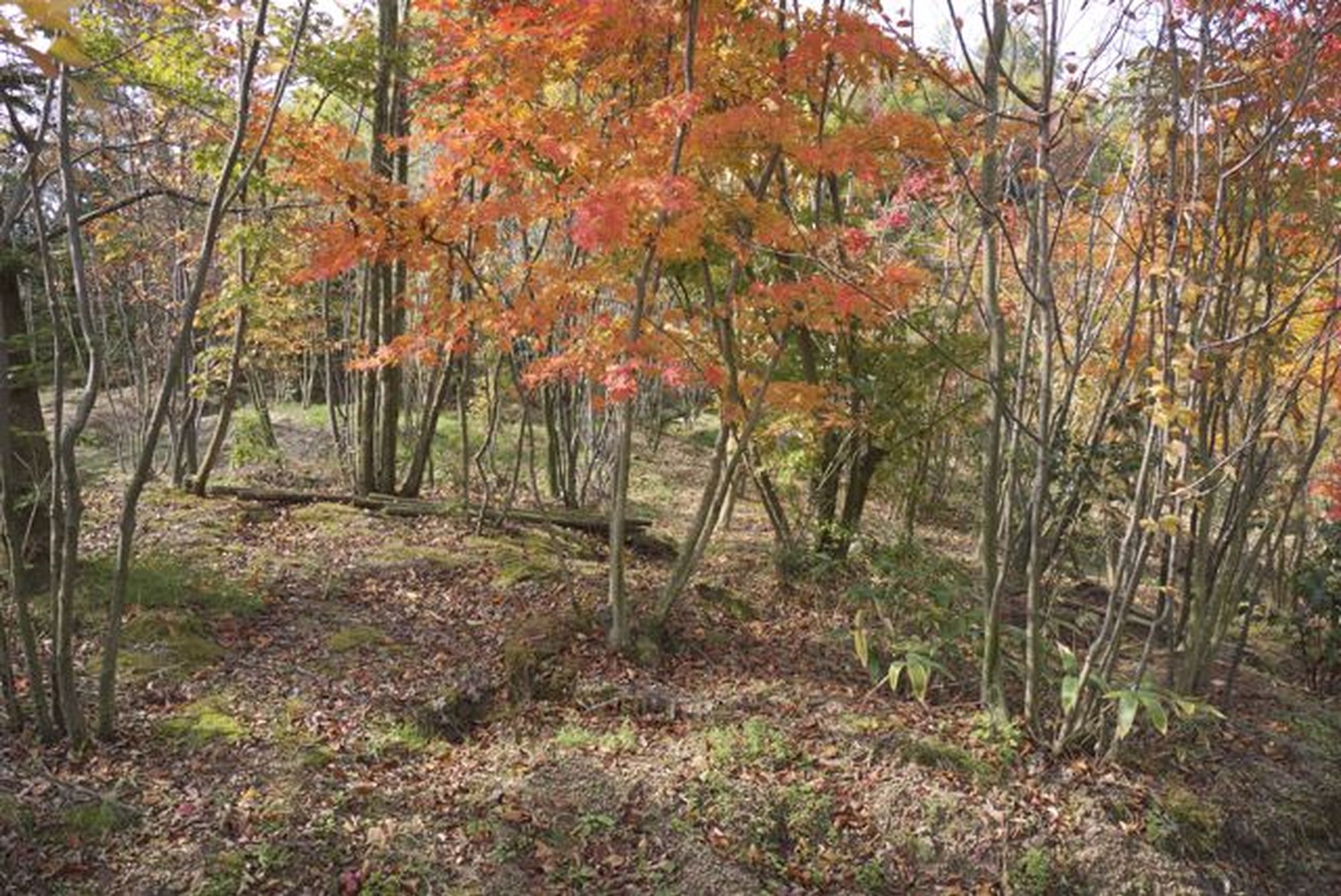 Niwaki - Japanese Hillside Nursey