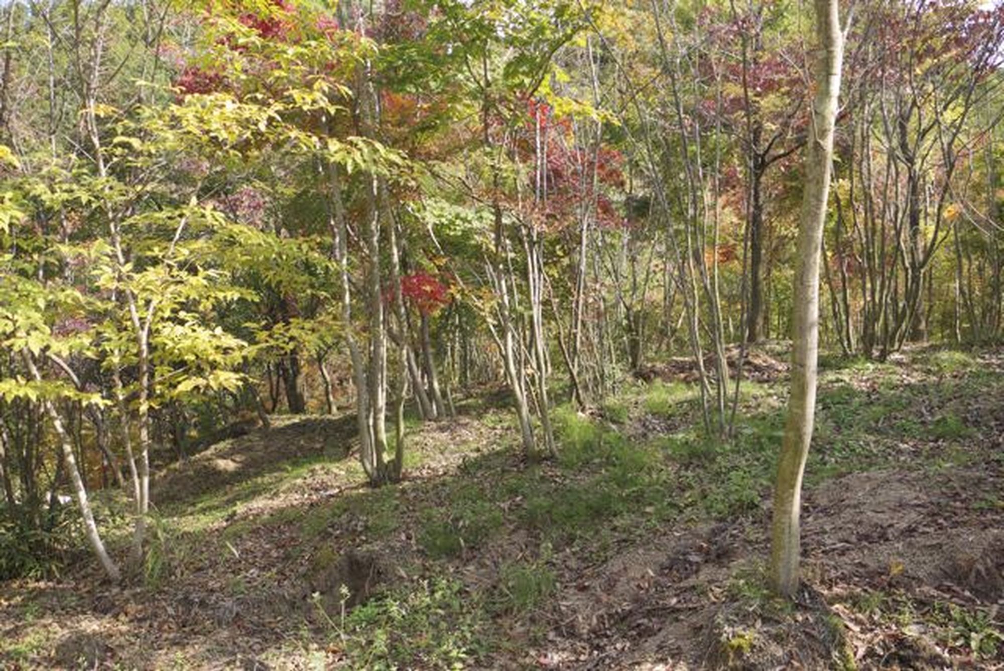 Niwaki - Japanese Hillside Nursey