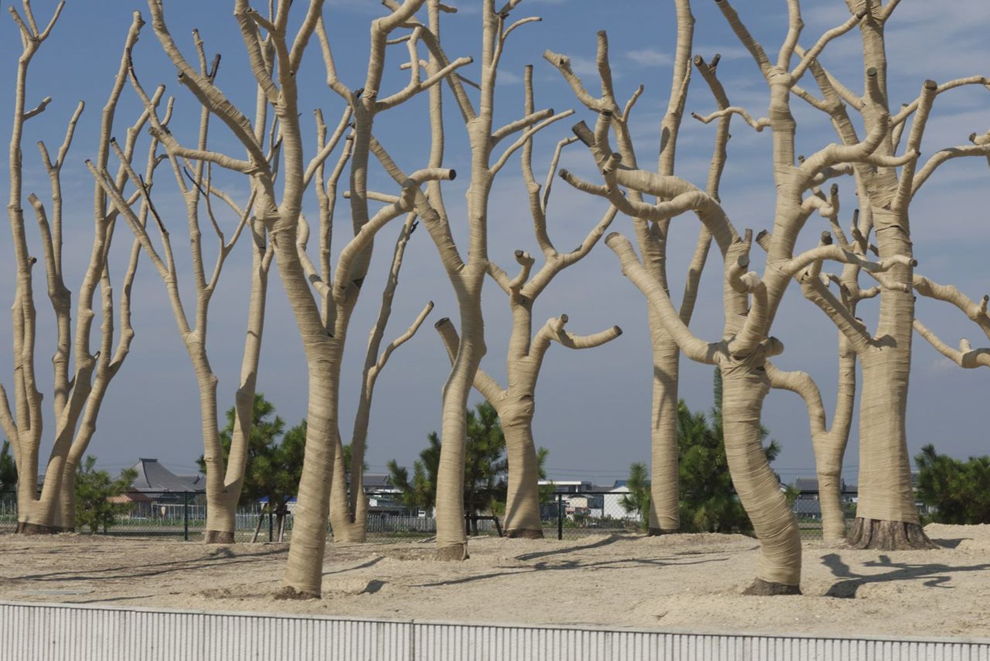 Niwaki - Hardcore Tree Pruning, Japan - where else?
