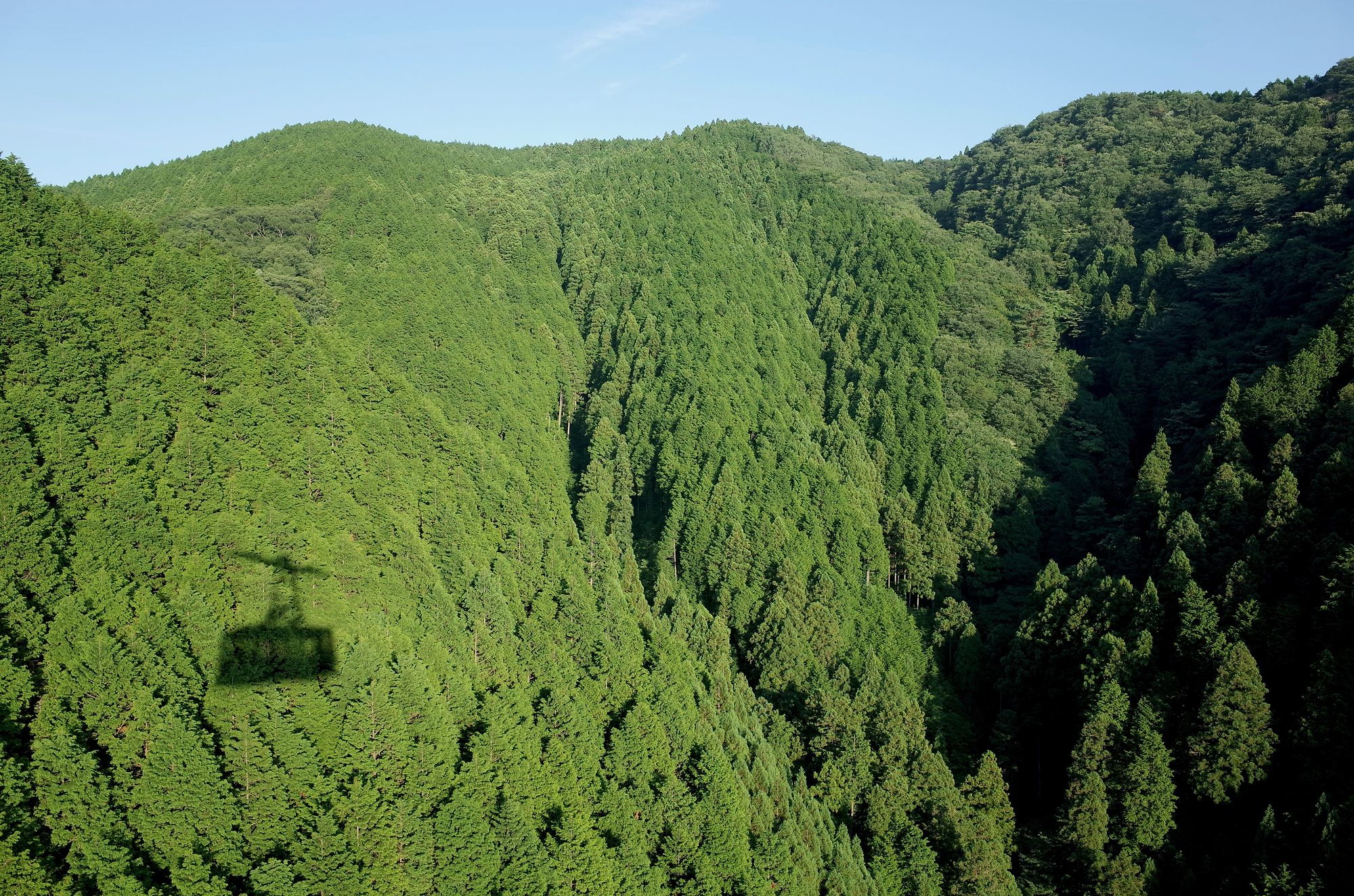 Niwaki - Up Mt Kongo