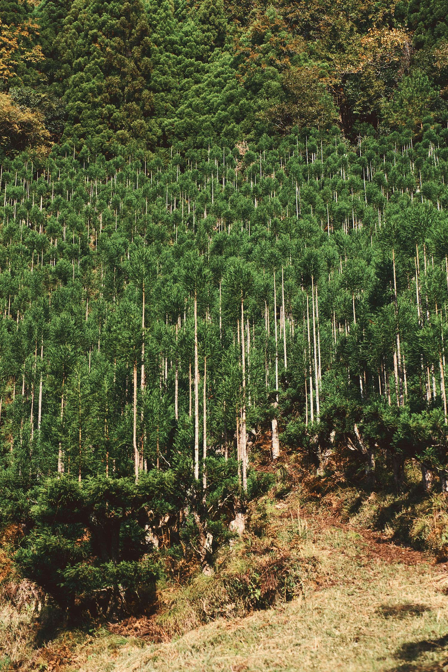 Niwaki Field Report: Kitayama Daisugi Cultivation
