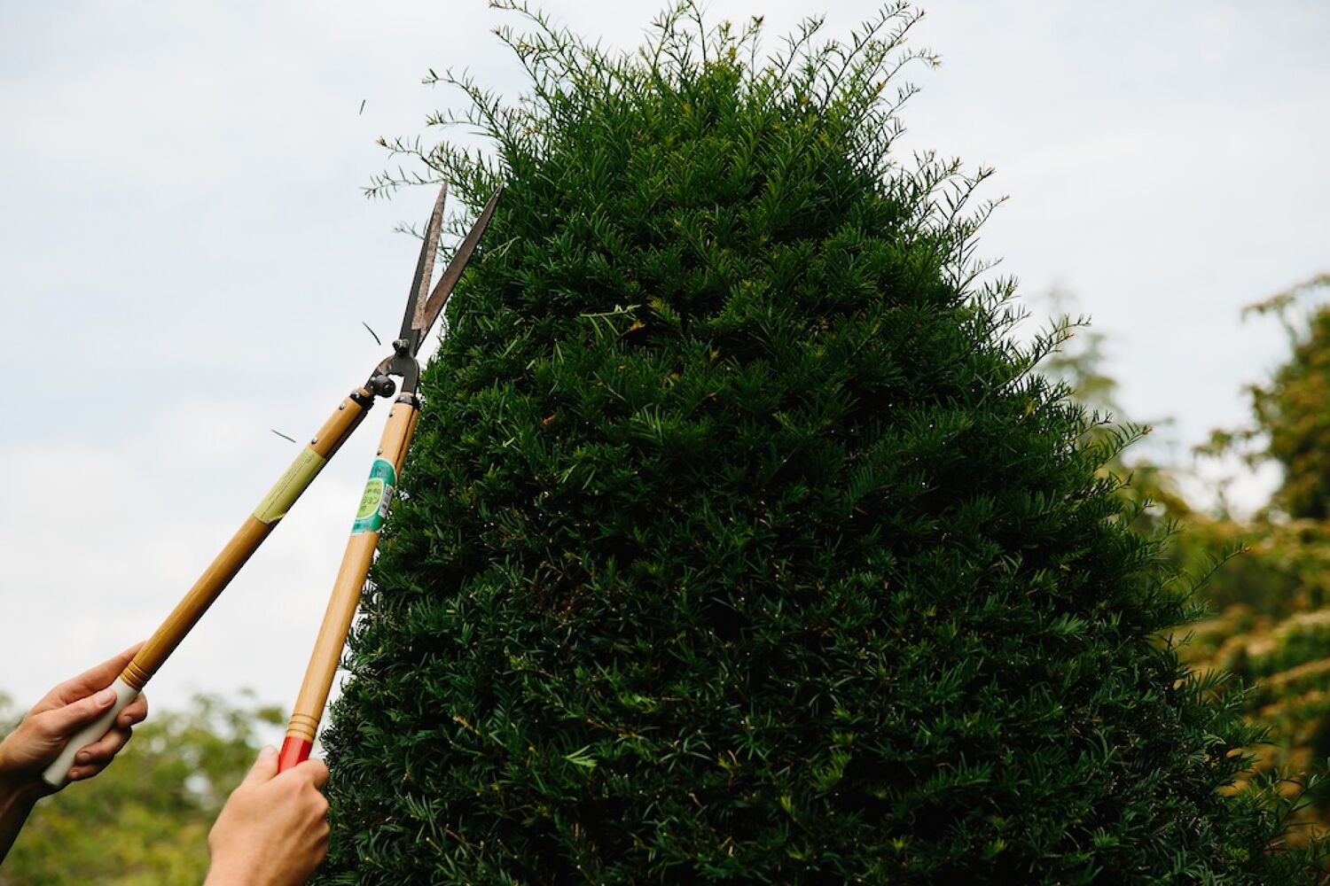 Okatsune Japanese Shears - Garden Shears
