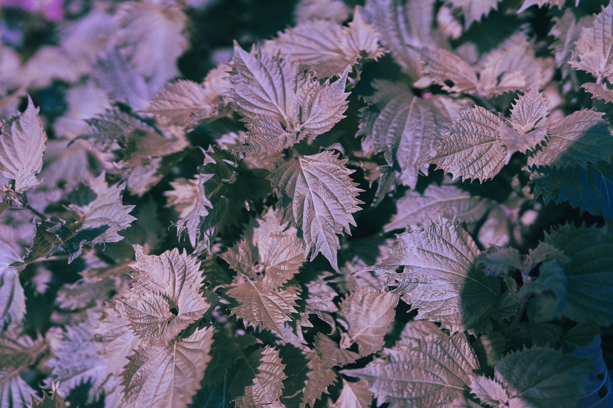 Red Shiso aka Akajiso seeds from Niwaki