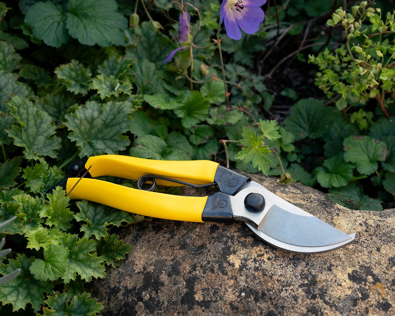 Mainichi Secateurs - Niwaki