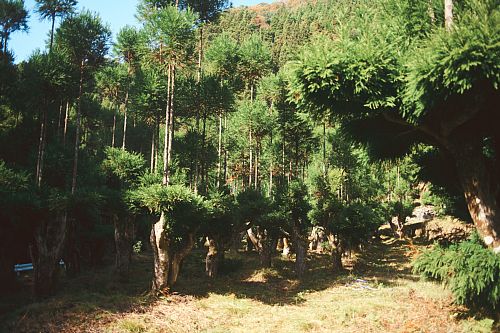 Niwaki Field Report: Kitayama Daisugi Cultivation