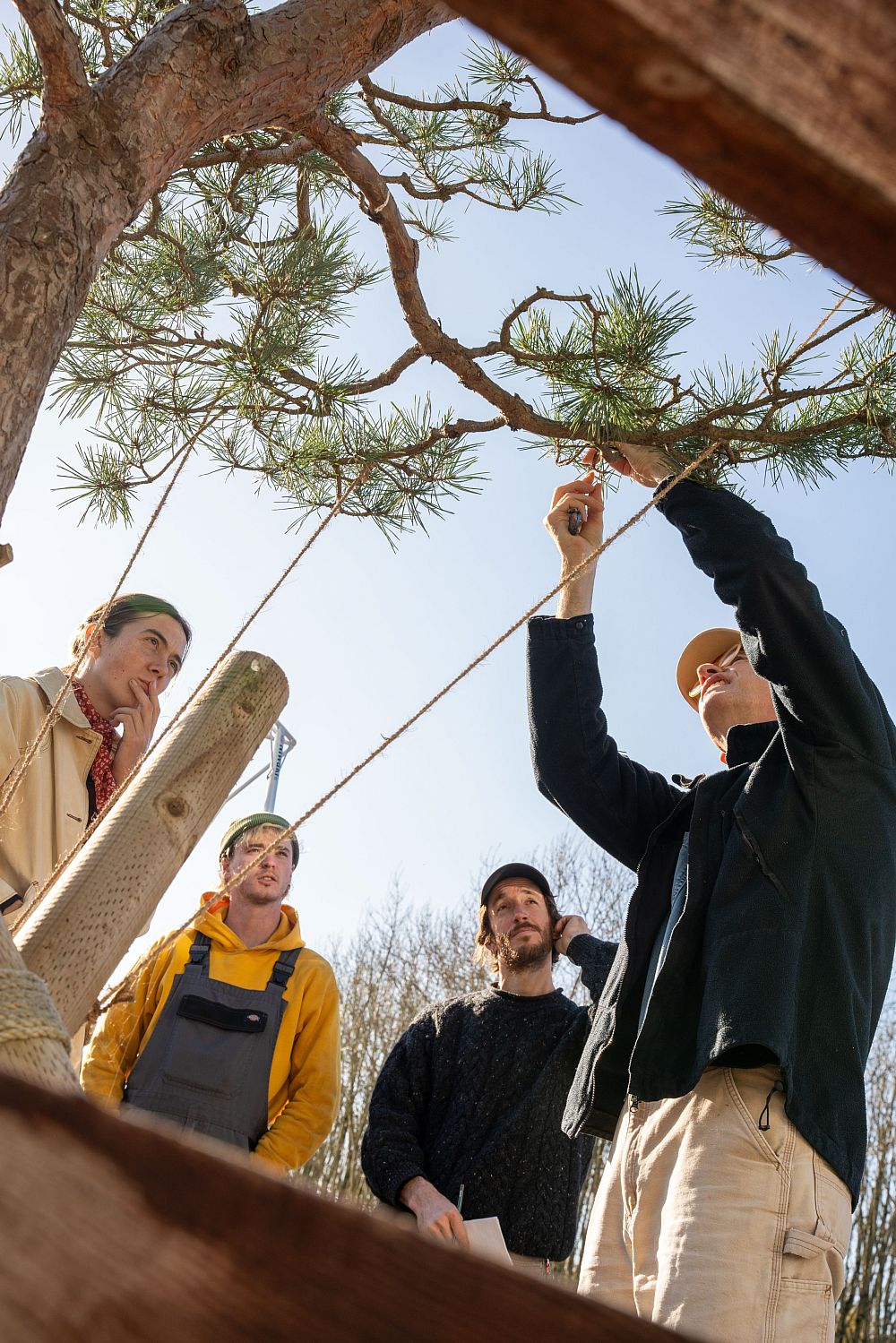 Momiage pine pruning with Jake Hobson and Great Dixter gardeners