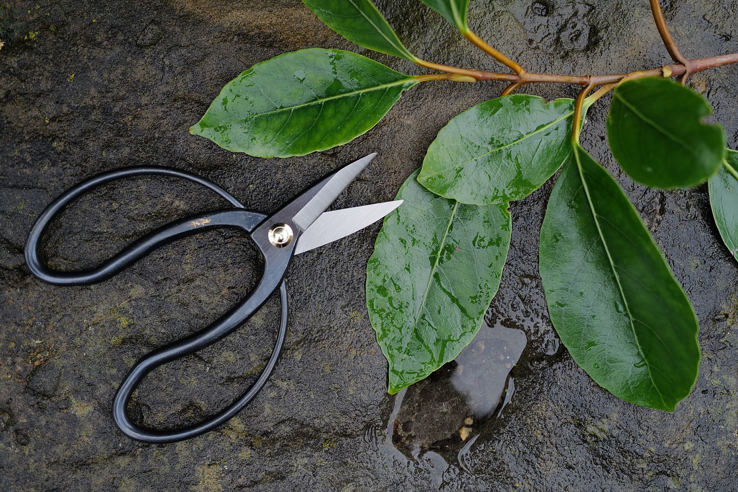Niwaki Floral Snips & Scissors