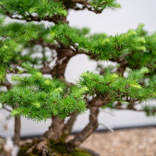 Niwaki Bonsai