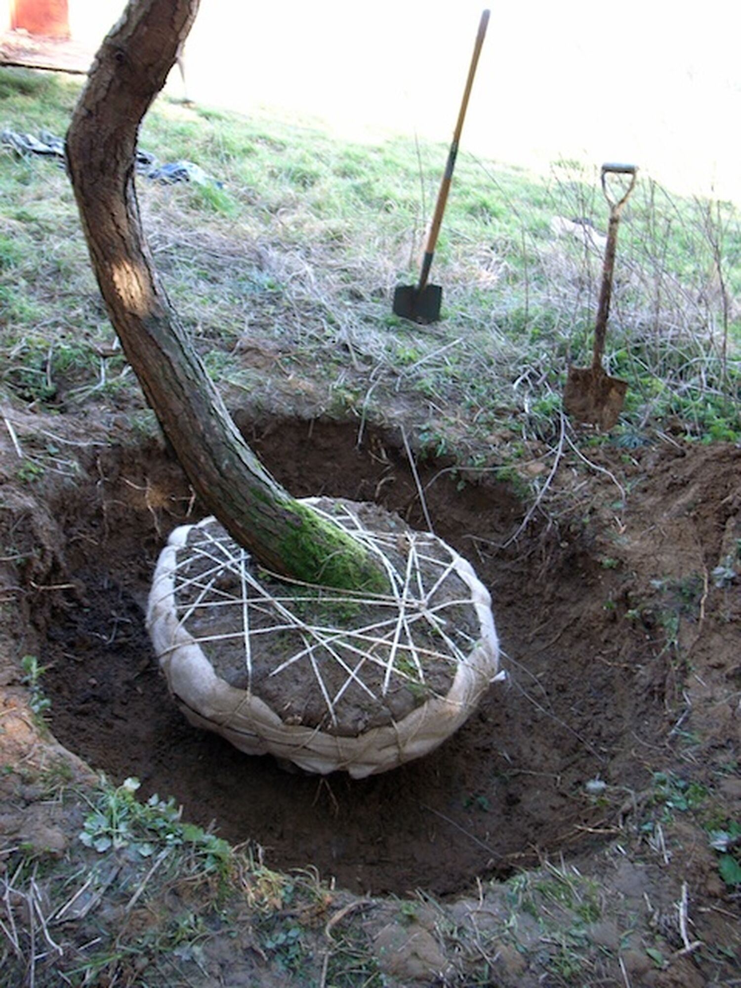 Rootballing Workshop with Jake Hobson - Niwaki