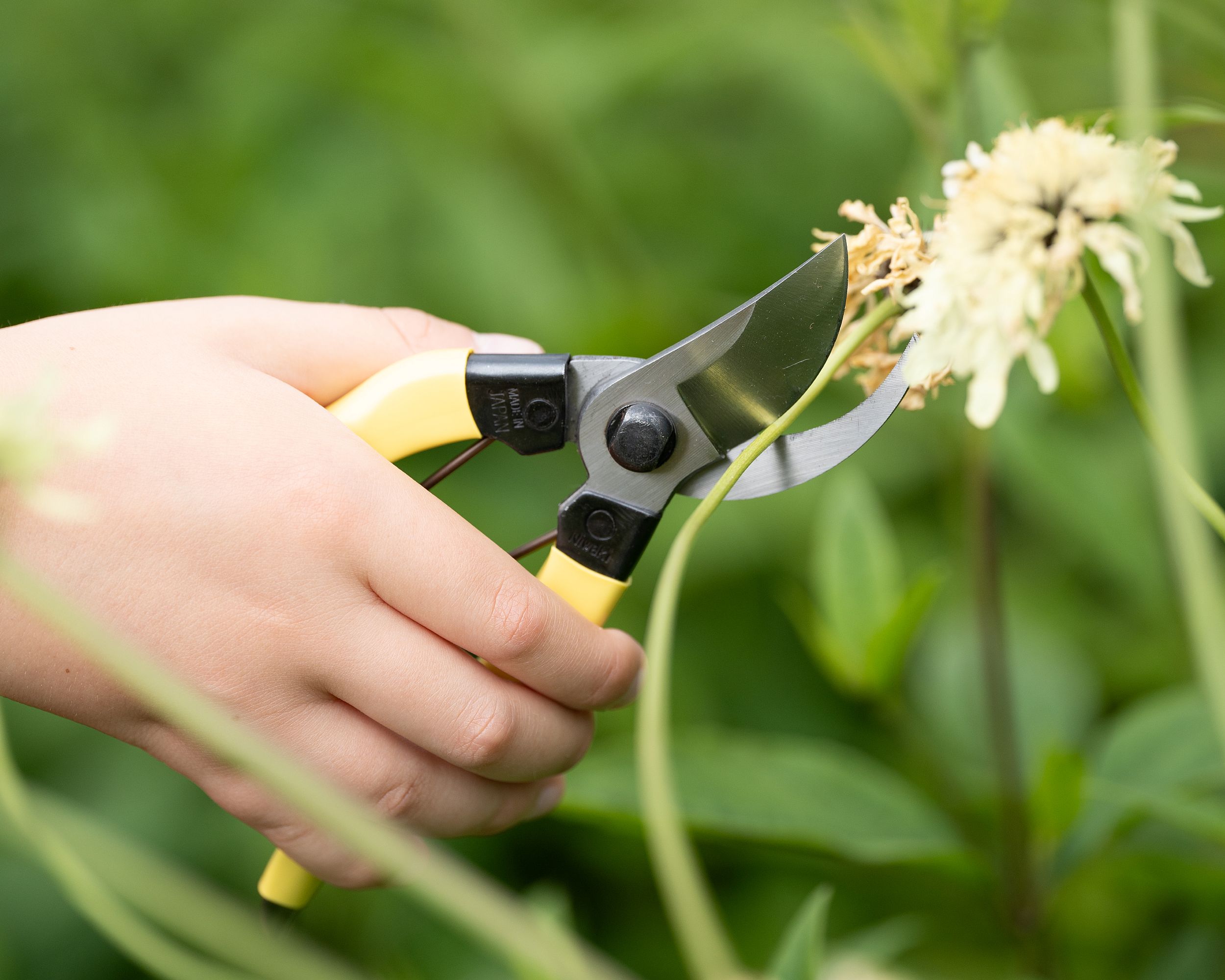 Mainichi Secateurs - Niwaki