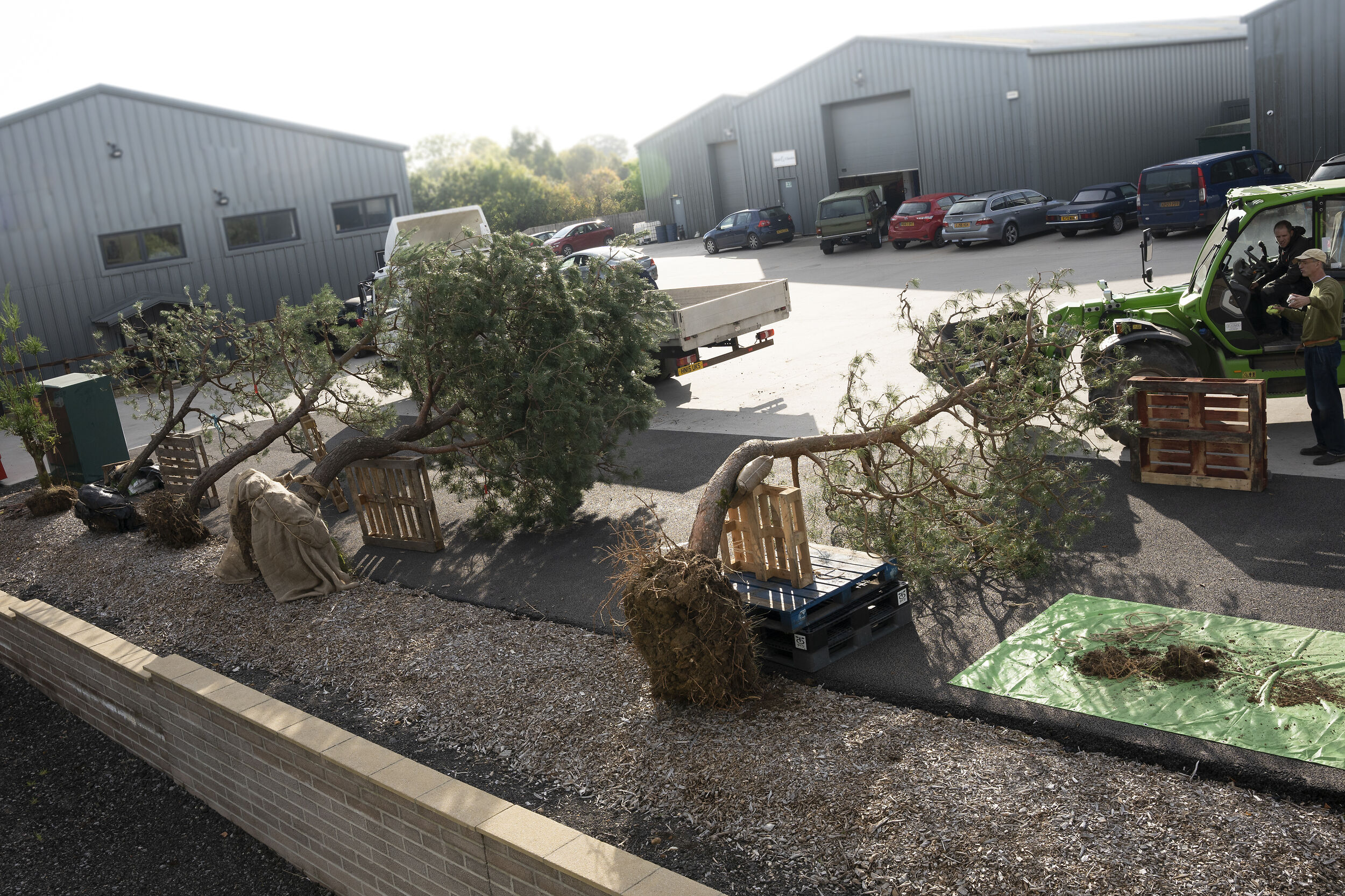 Nemawashi tree planting at Niwaki HQ