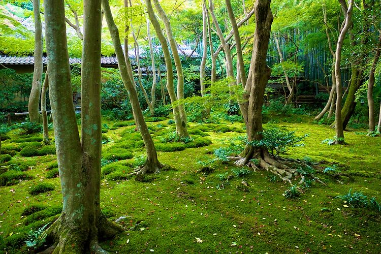 Gioji-in, Kyoto - Niwaki