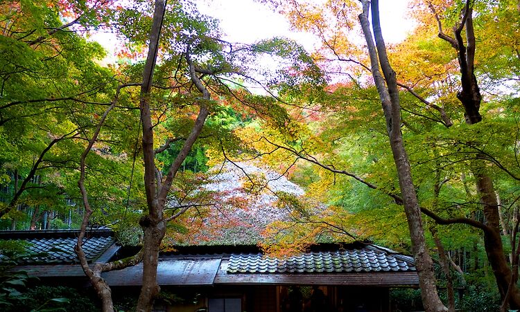 Gioji-in, Kyoto - Niwaki