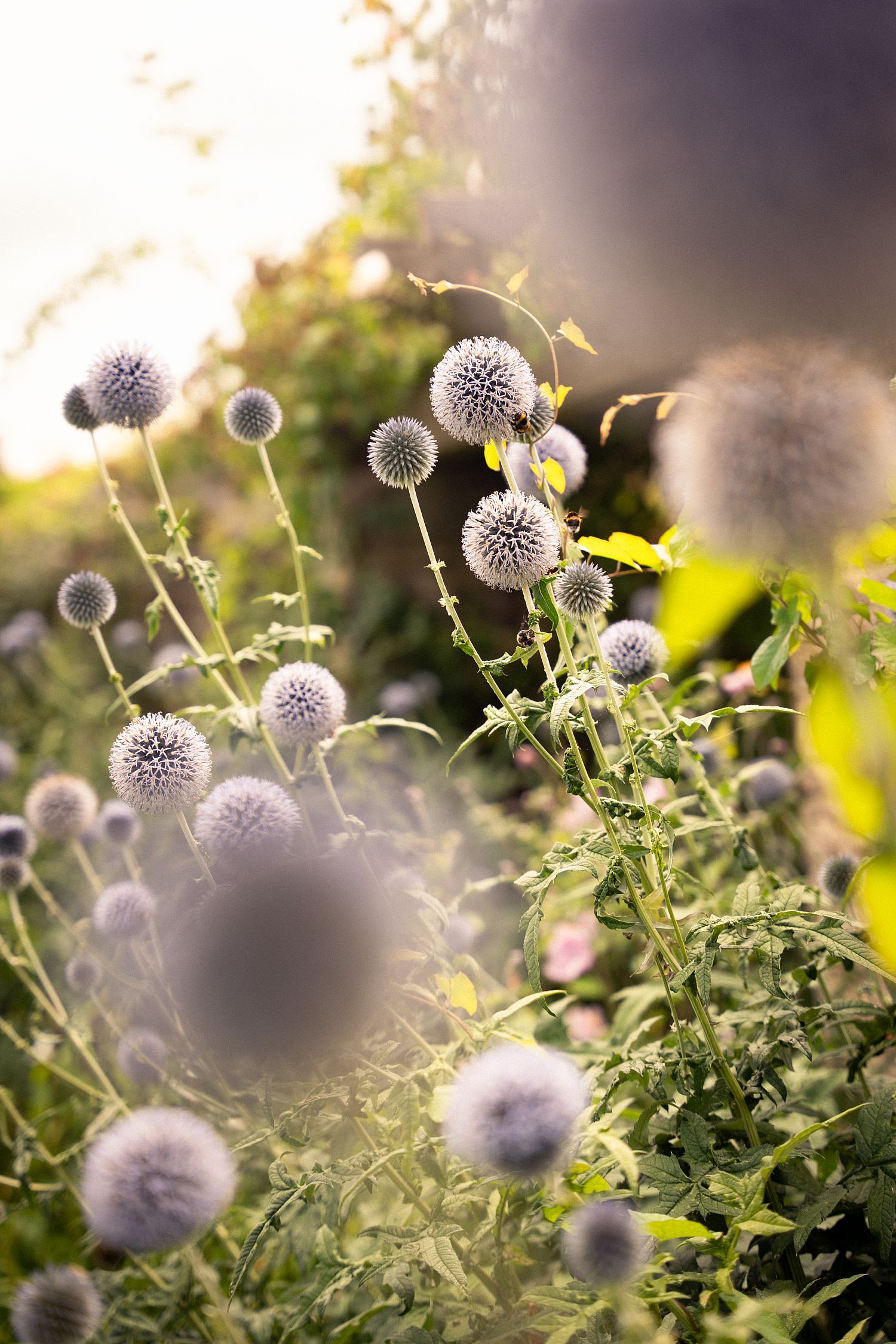 Niwaki Left Handed Garden Tools