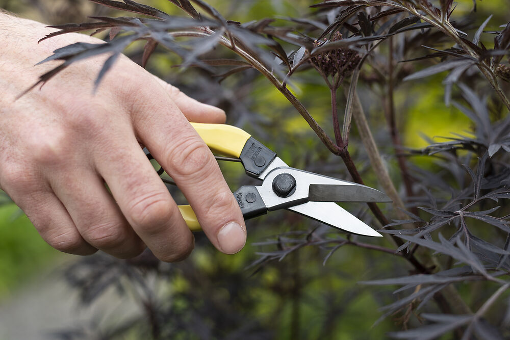 Mainichi Snips - Buy Sharp Japanese Garden Pruning Snips | Niwaki
