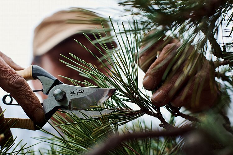 Secateurs - Hand Forged Japanese Secateurs For Garden Pruning | Niwaki