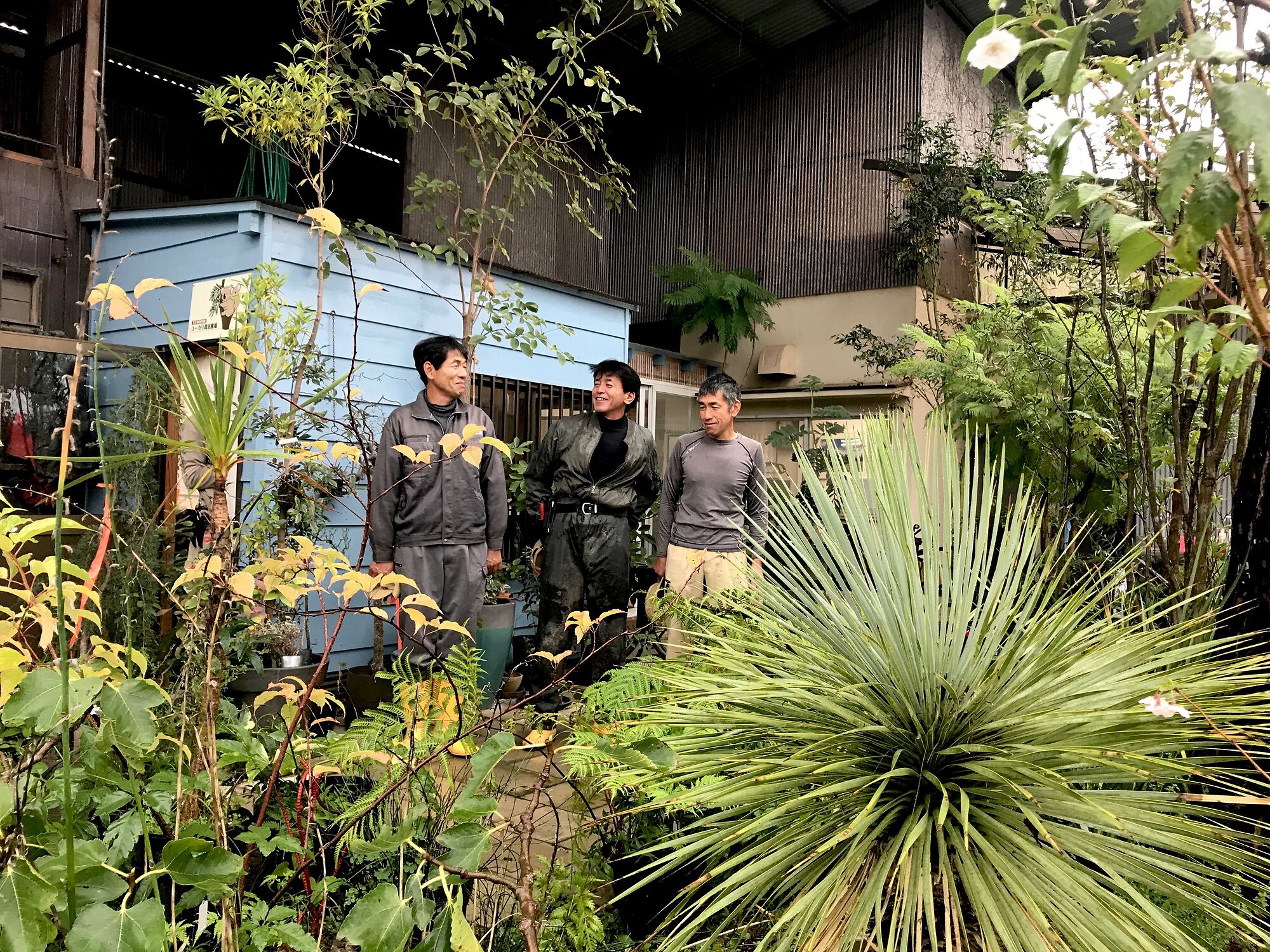 Back In Japan - Niwaki