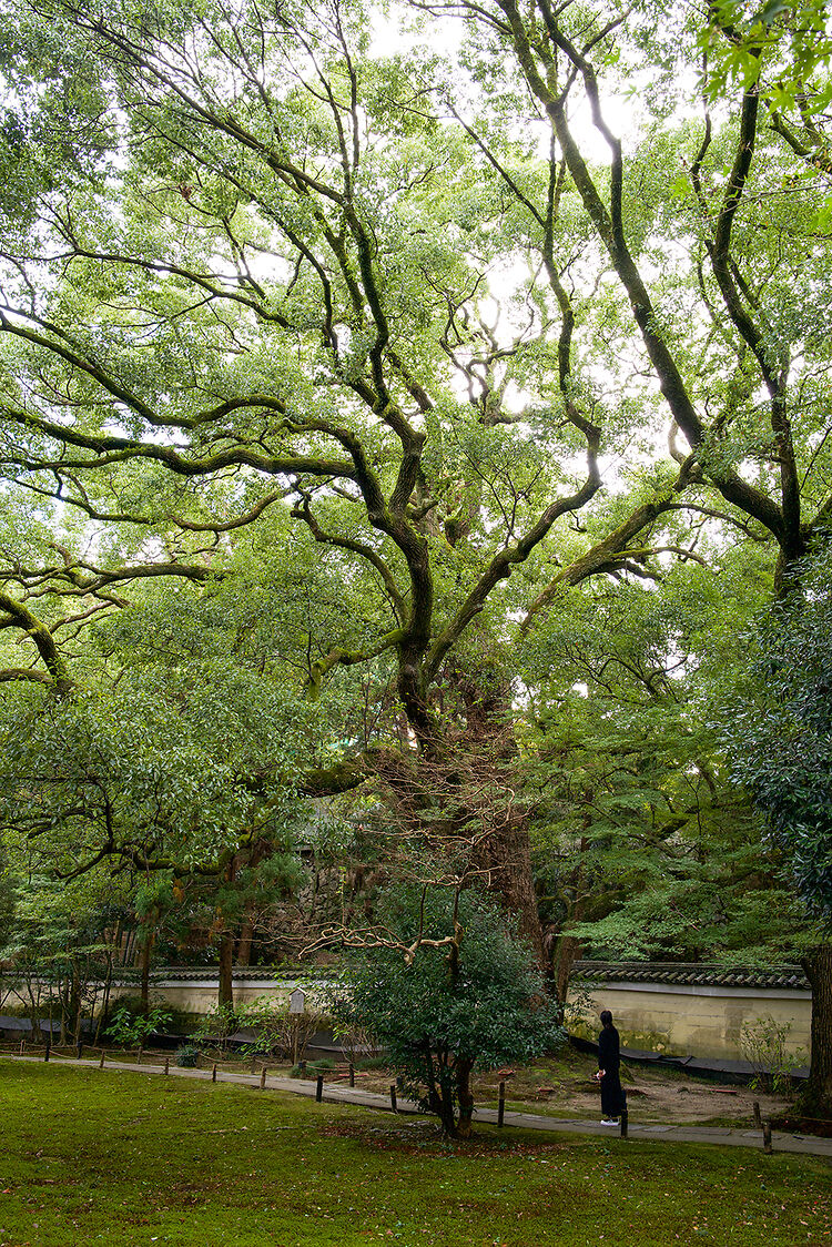 Two garden in Kyoto