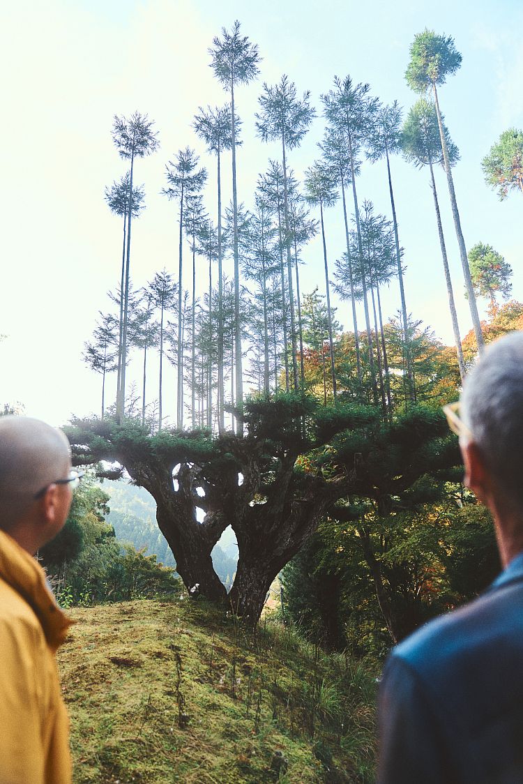 Niwaki Field Report: Kitayama Daisugi Cultivation