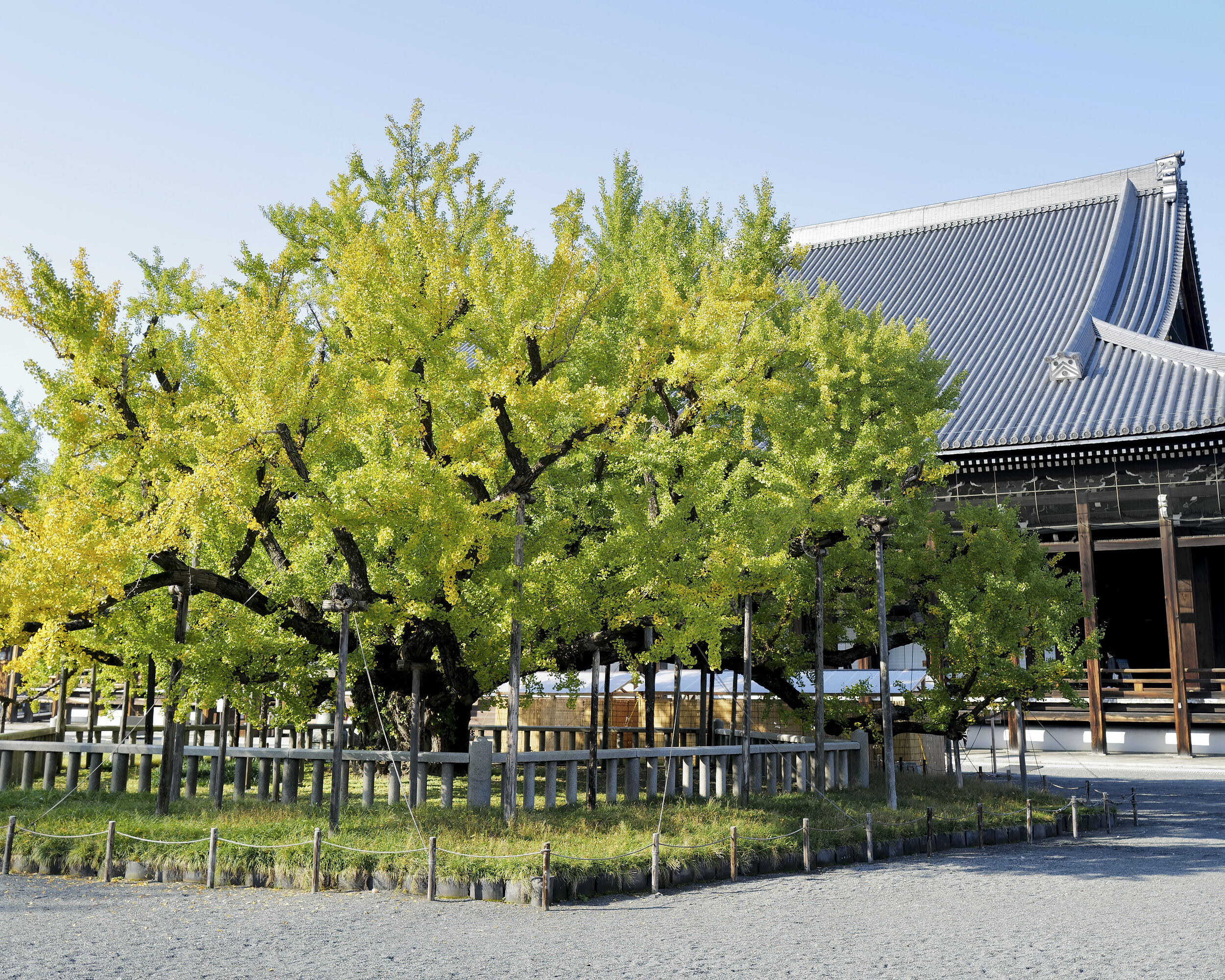 From the spectacular to the vernacular: some trees in Japan, November 2022