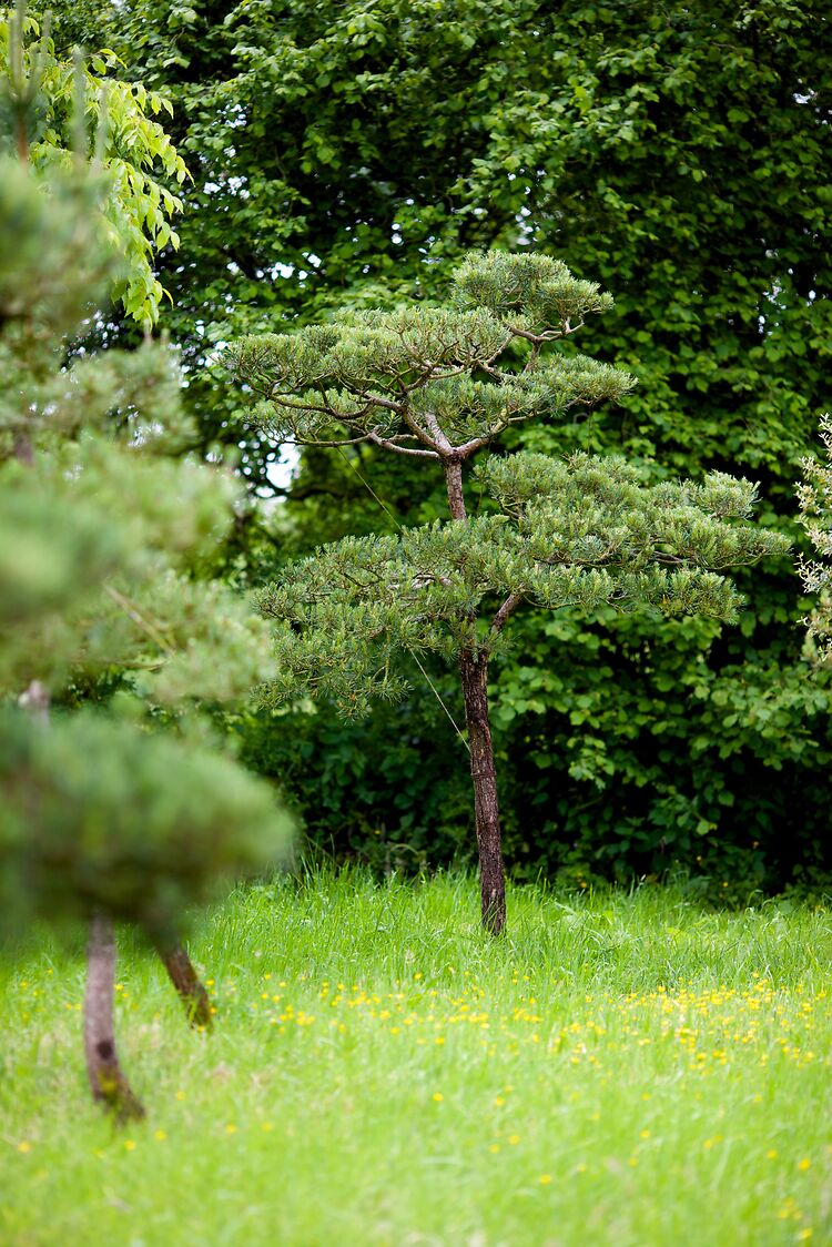 Niwaki Tree Nursery Open Day - Niwaki