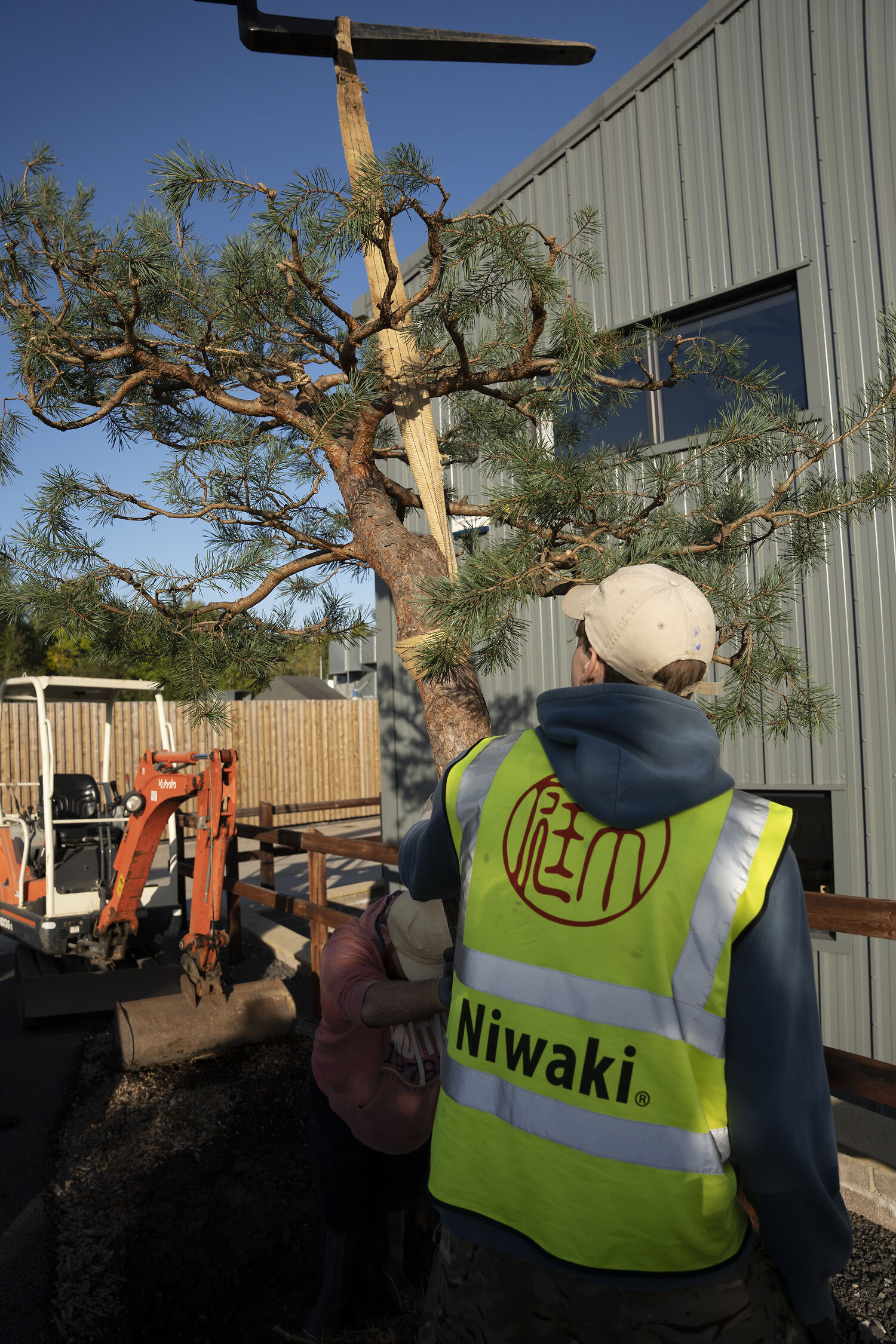 Nemawashi tree planting at Niwaki HQ