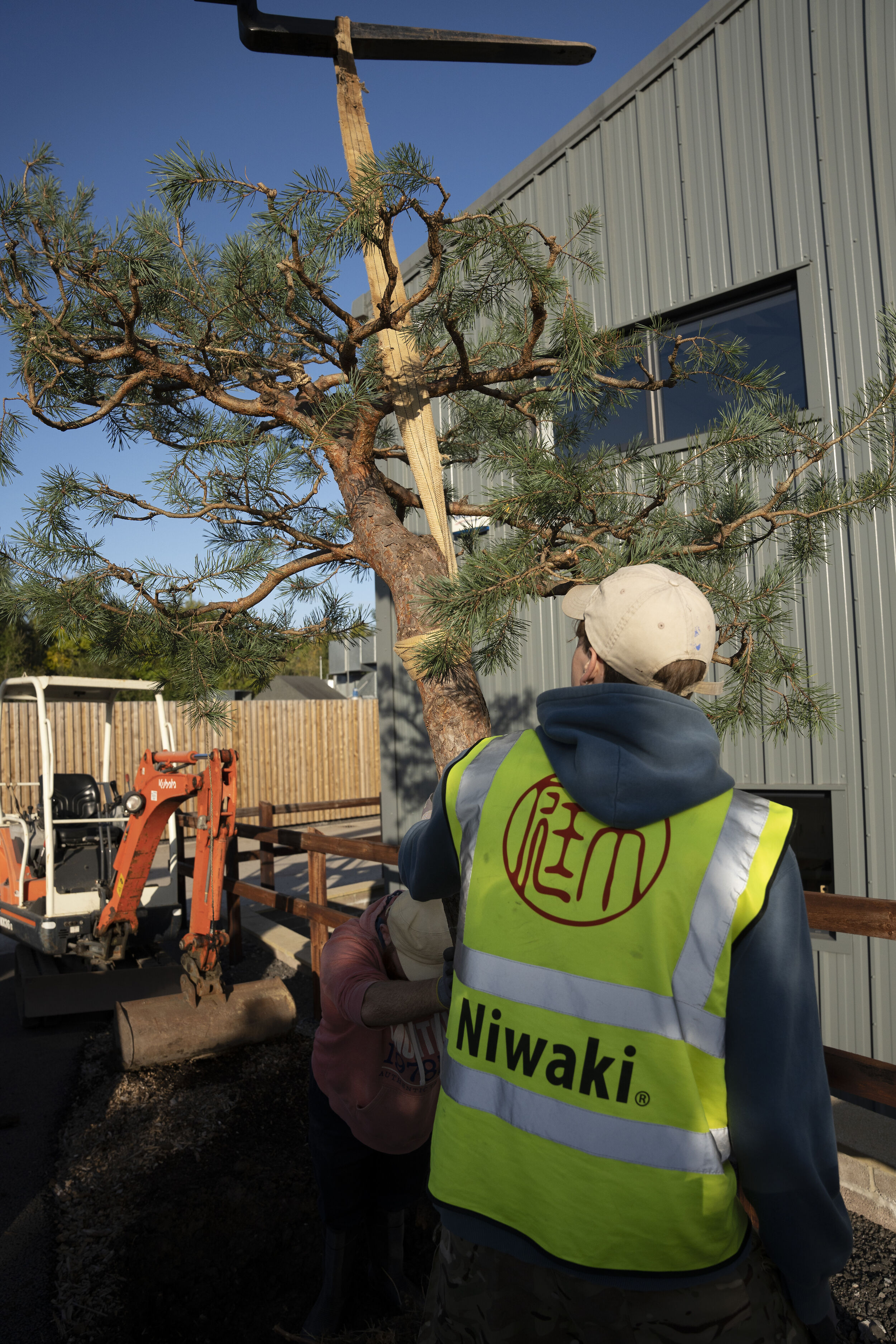 Nemawashi tree planting at Niwaki HQ