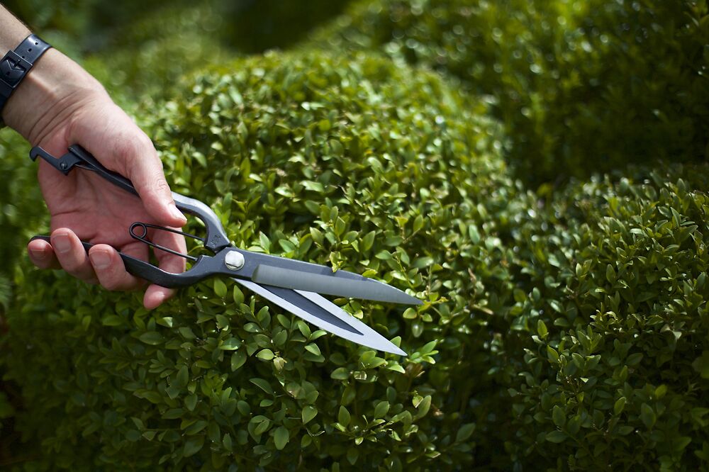 Sentei Topiary Clippers - Shop Now For Garden Clippers | Niwaki