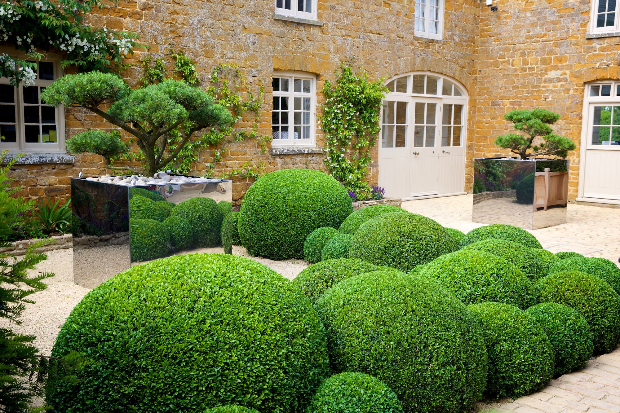 Japanese Box Hedge Tube Stock at Dawn Wilkerson blog