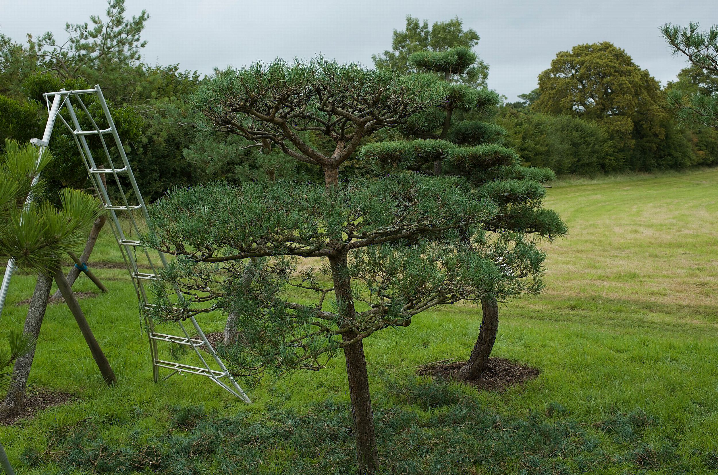 Japanese Pine Pruning Workshop with Jake Hobson - Niwaki